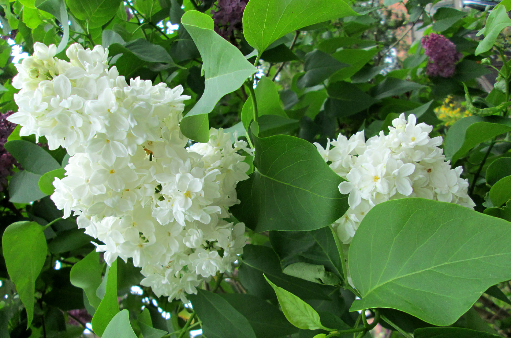 Kinyíltak a májusi tavaszi virágok | CIVILHETES