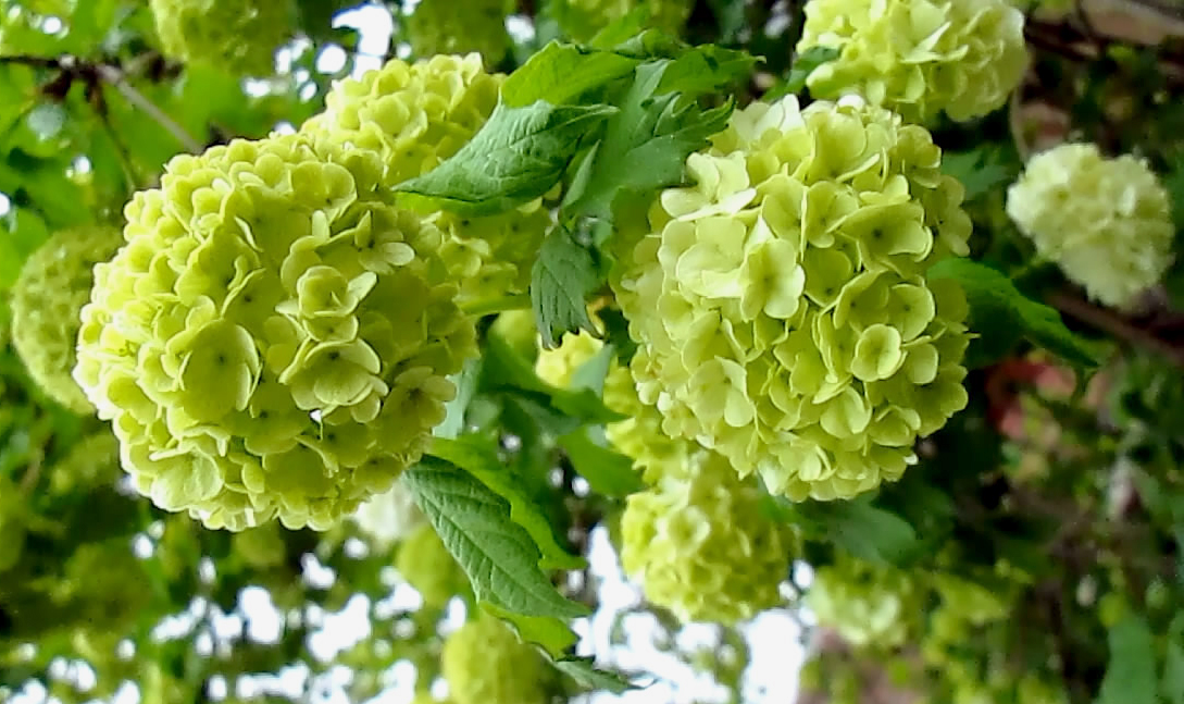 Kinyíltak a májusi tavaszi virágok | CIVILHETES